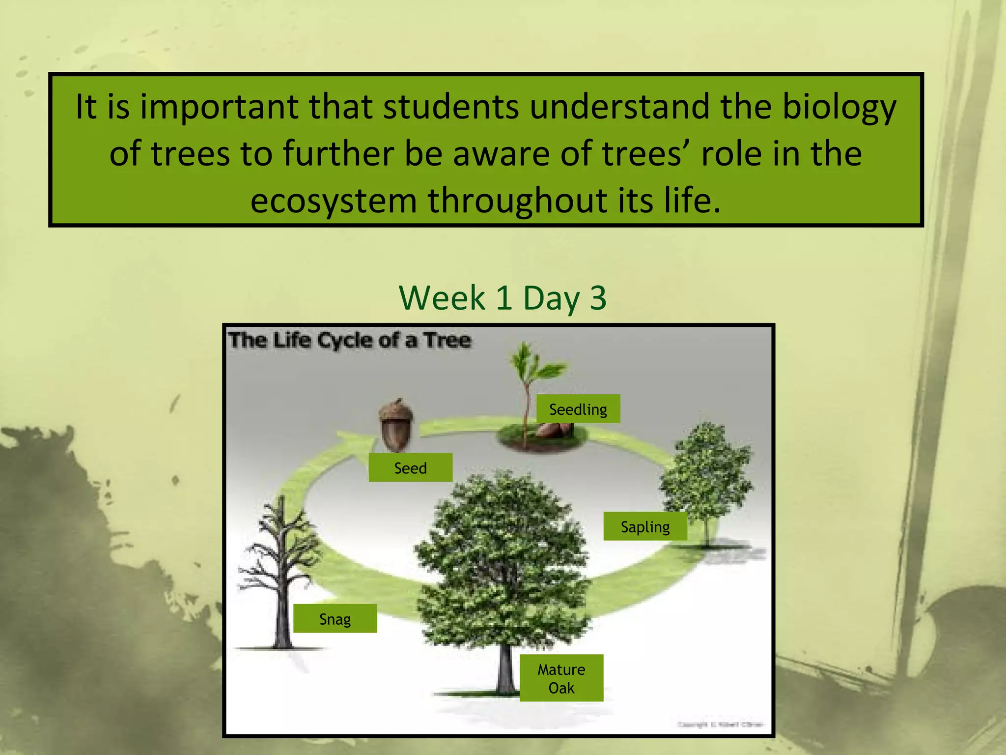 6 powerpoint tree_lifecycle_w1_d3 (1) | PPT