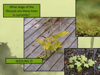 6 powerpoint tree_lifecycle_w1_d3 (1) | PPT