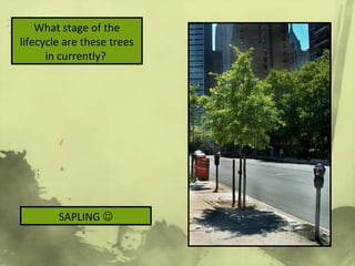 6 powerpoint tree_lifecycle_w1_d3 (1) | PPT