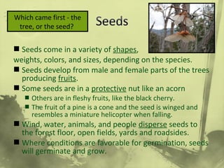 6 powerpoint tree_lifecycle_w1_d3 (1) | PPT