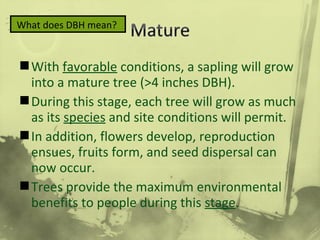 6 powerpoint tree_lifecycle_w1_d3 (1) | PPT