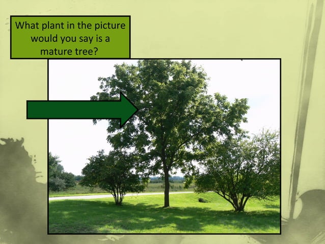 6 powerpoint tree_lifecycle_w1_d3 (1) | PPT