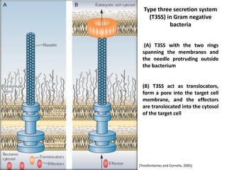 Presentation 6: Vibrio parahaemolyticus: genome plasticity, mobile ...