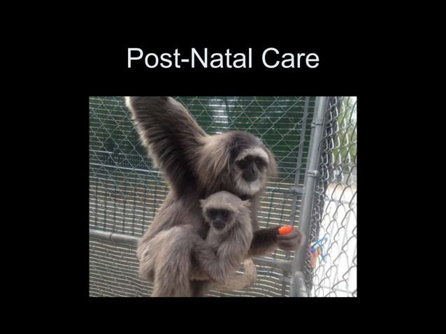 6 Primate Behavior | PPT