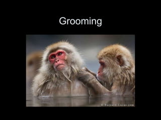 6 Primate Behavior | PPT