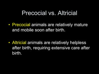 6 Primate Behavior | PPTX