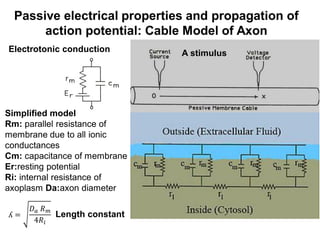 6 propagation ap | PPT