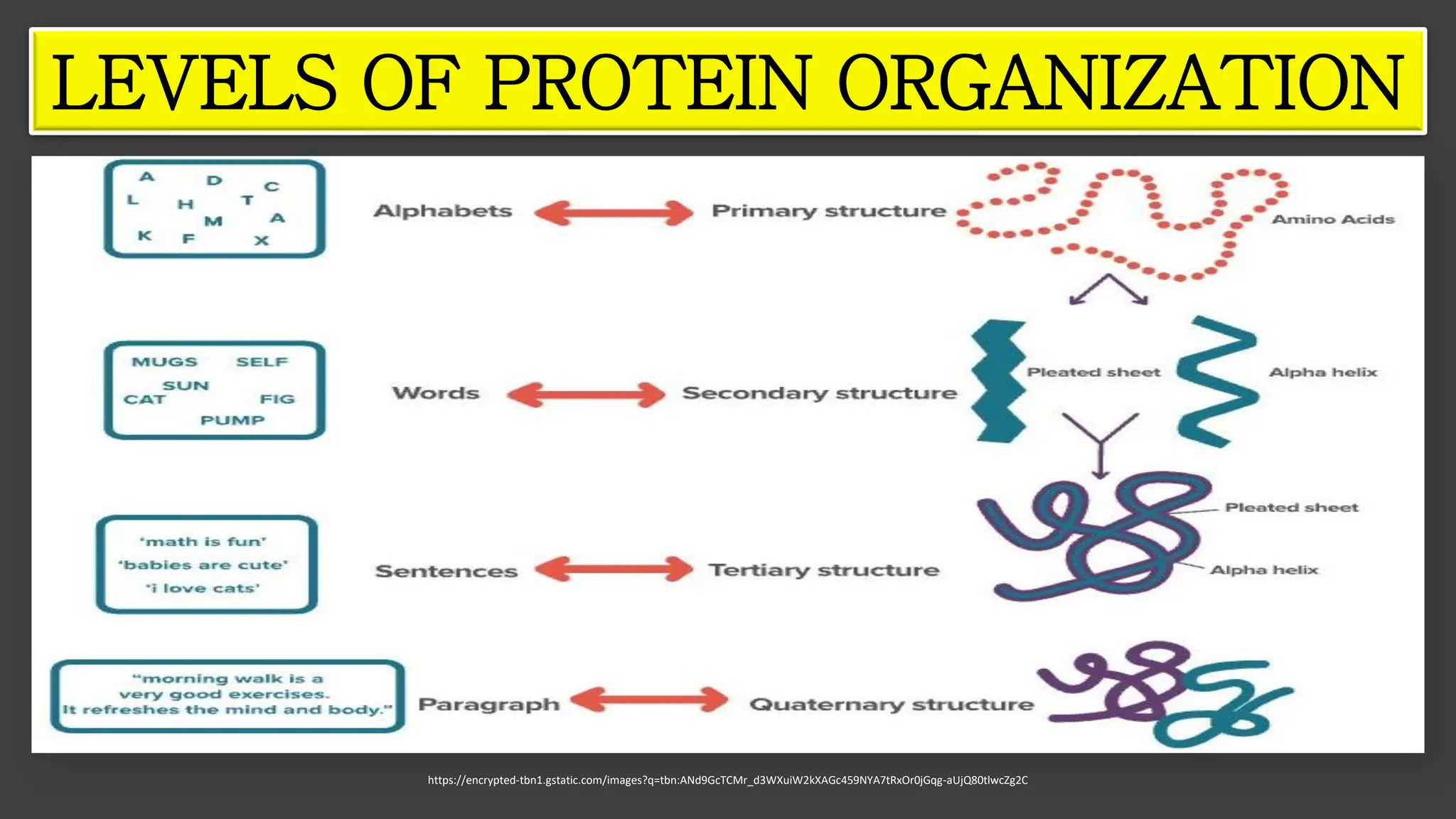Different types of Proteins and Amino Acids and its Structure with ...