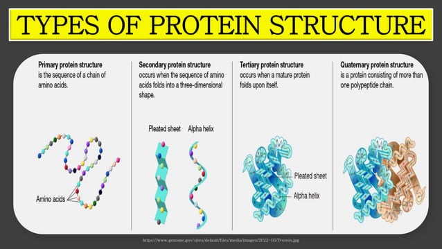 Different types of Proteins and Amino Acids and its Structure with ...