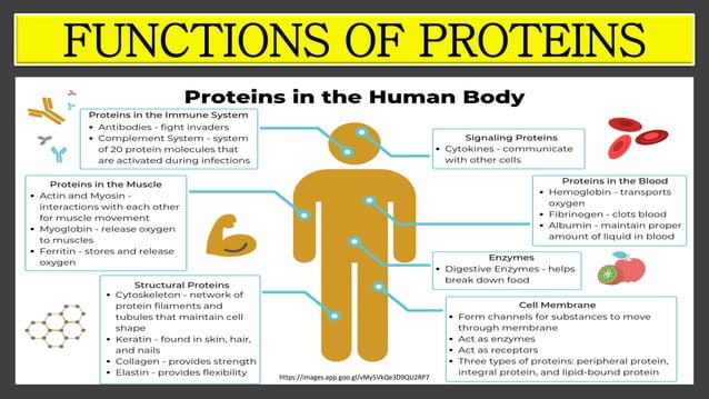 Different types of Proteins and Amino Acids and its Structure with ...