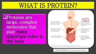 Different types of Proteins and Amino Acids and its Structure with ...