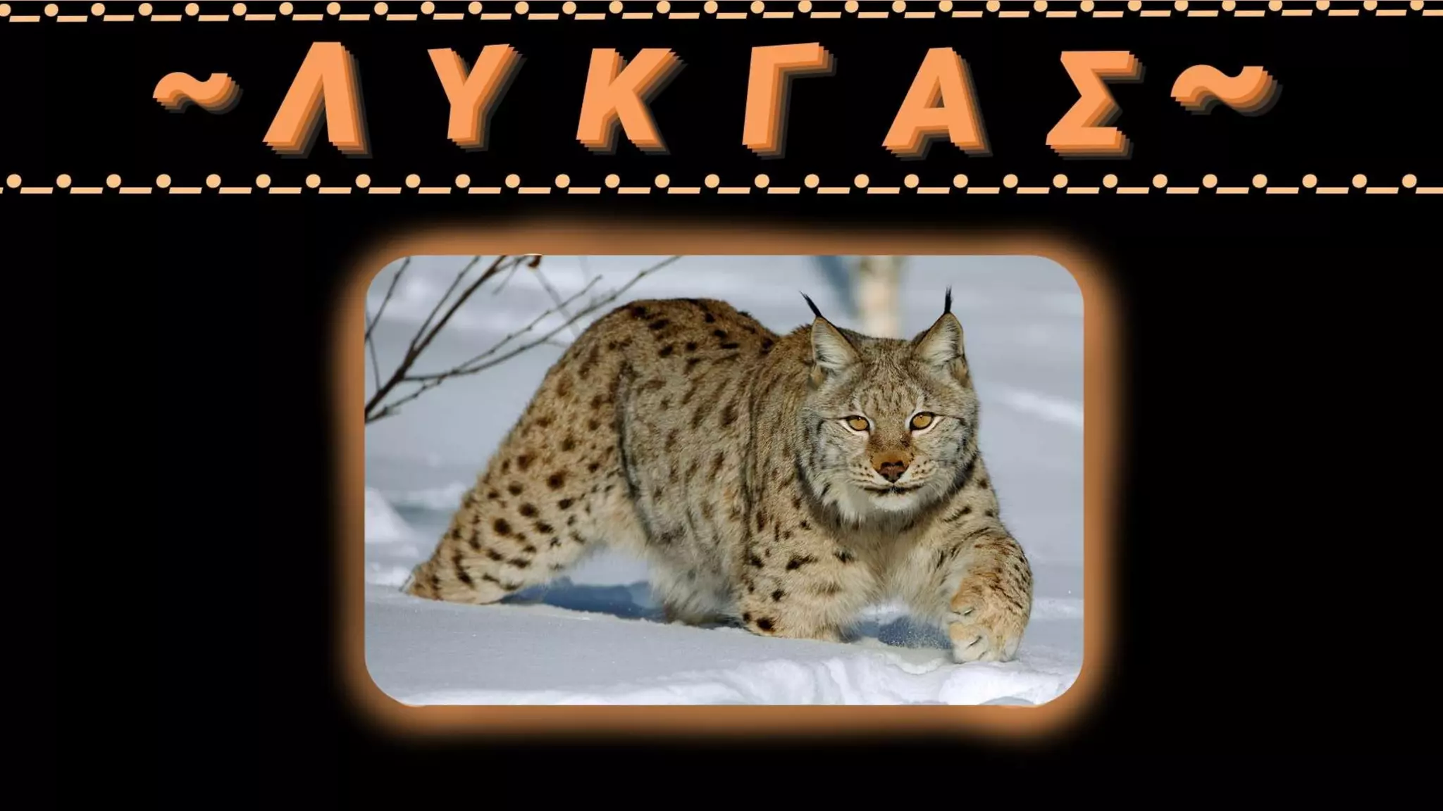 Παρουσίαση Λύγκας | PPT