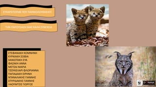 Παρουσίαση Λύγκας | PPT