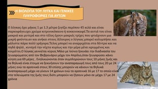 Παρουσίαση Λύγκας | PPT