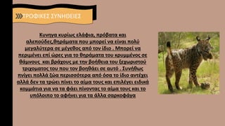Παρουσίαση Λύγκας | PPT