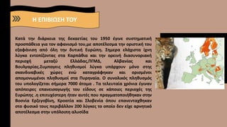 Παρουσίαση Λύγκας | PPT