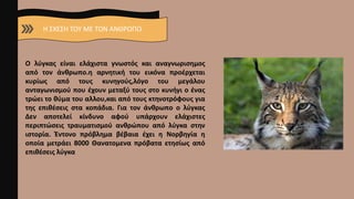 Παρουσίαση Λύγκας | PPT