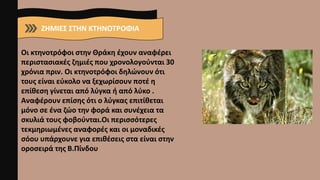 Παρουσίαση Λύγκας | PPT