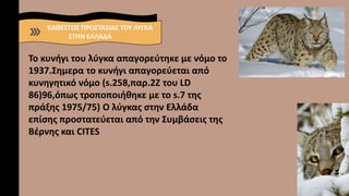 Παρουσίαση Λύγκας | PPT