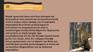 Παρουσίαση Λύγκας | PPT