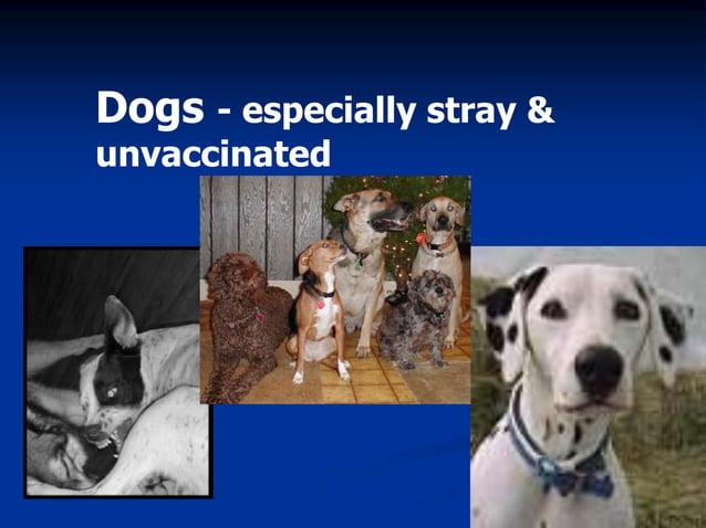 this powert point presentation is all about rabies. | PPT