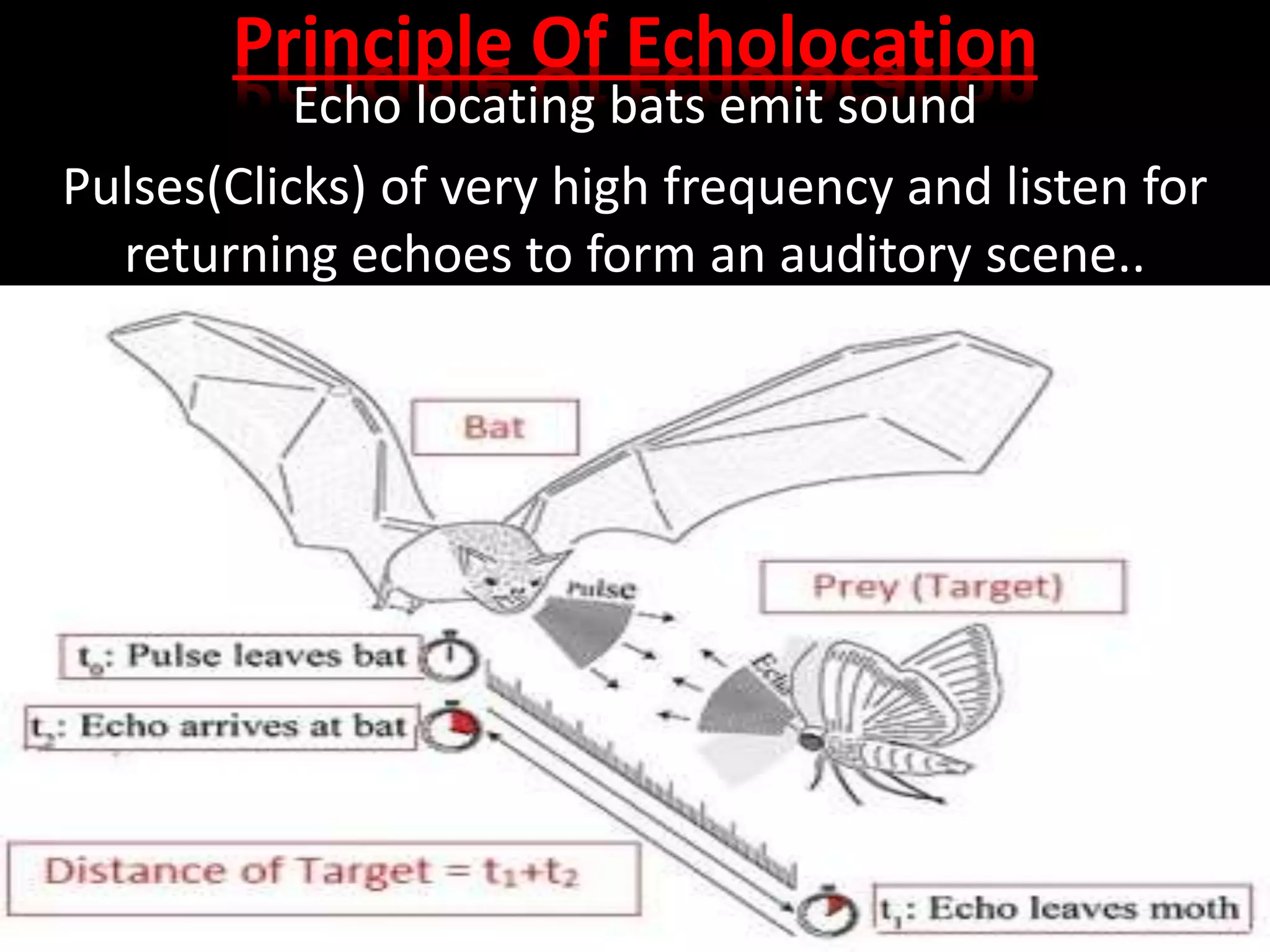 Seeing With Ears:The Echolocation | PPTX