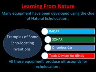 Seeing With Ears:The Echolocation | PPTX