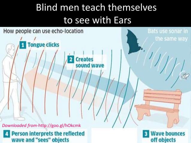 Seeing With Ears:The Echolocation | PPTX
