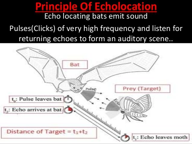 Seeing With Ears:The Echolocation