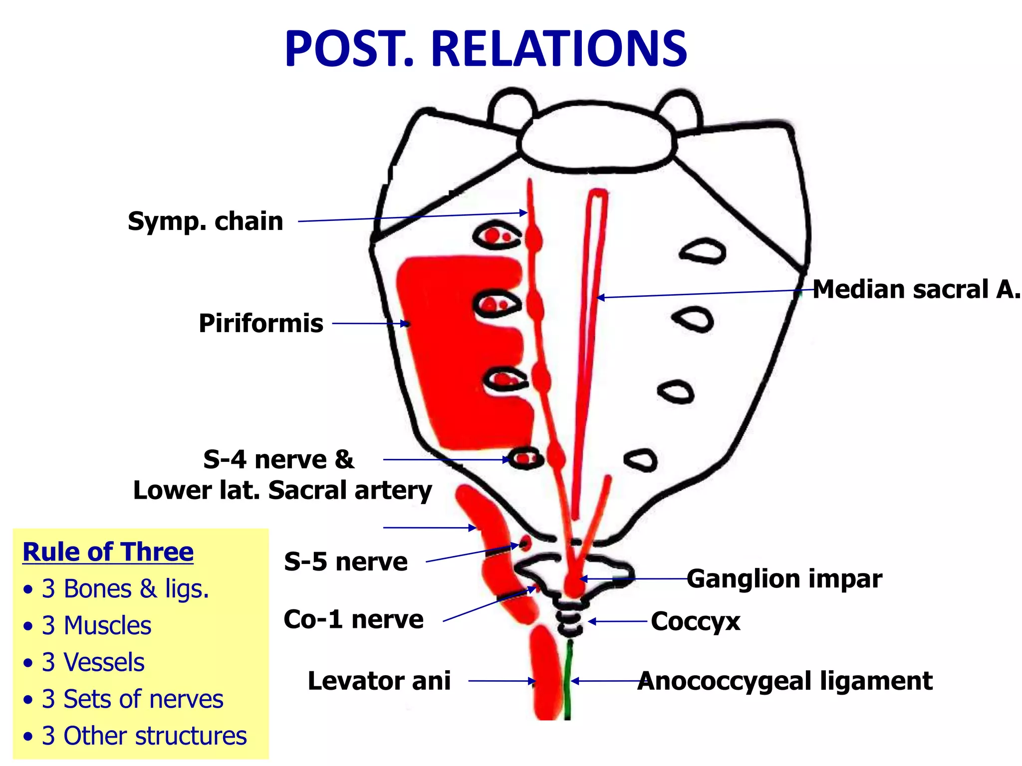 Anatomy of Rectum | PPTX