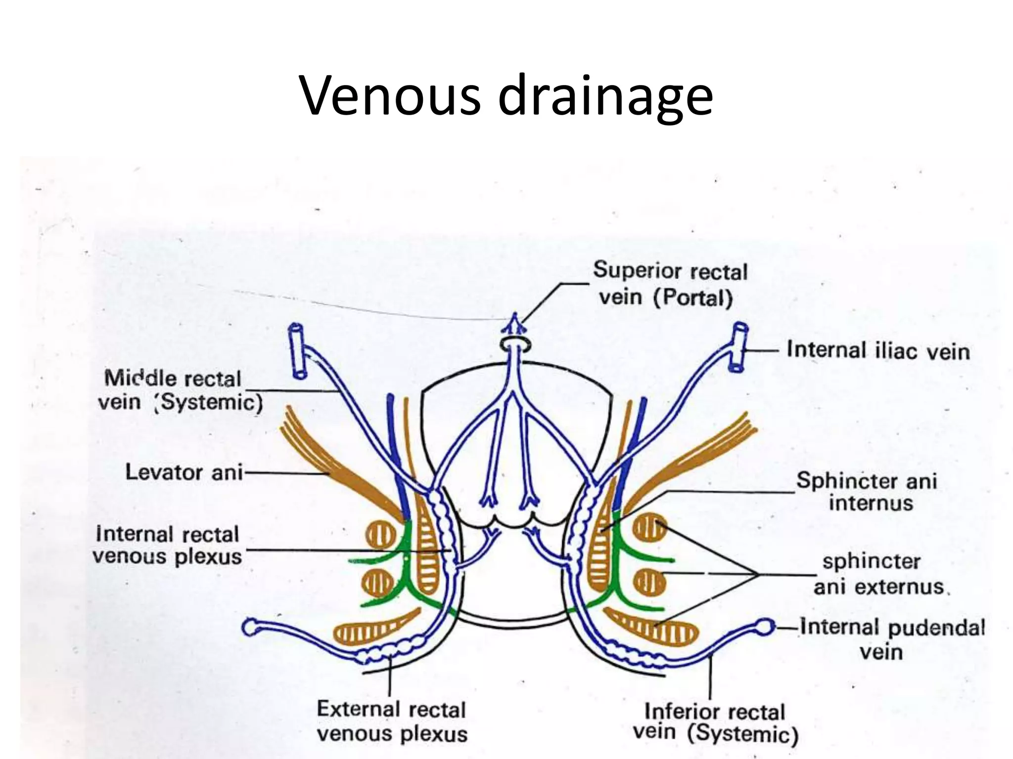 Anatomy of Rectum | PPTX