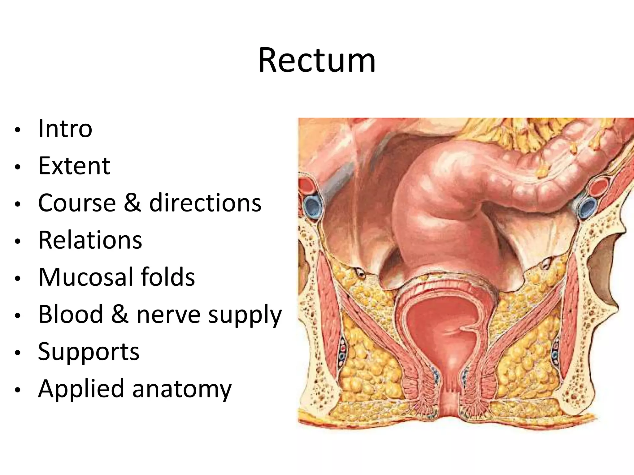 Anatomy Of Rectum Pptx