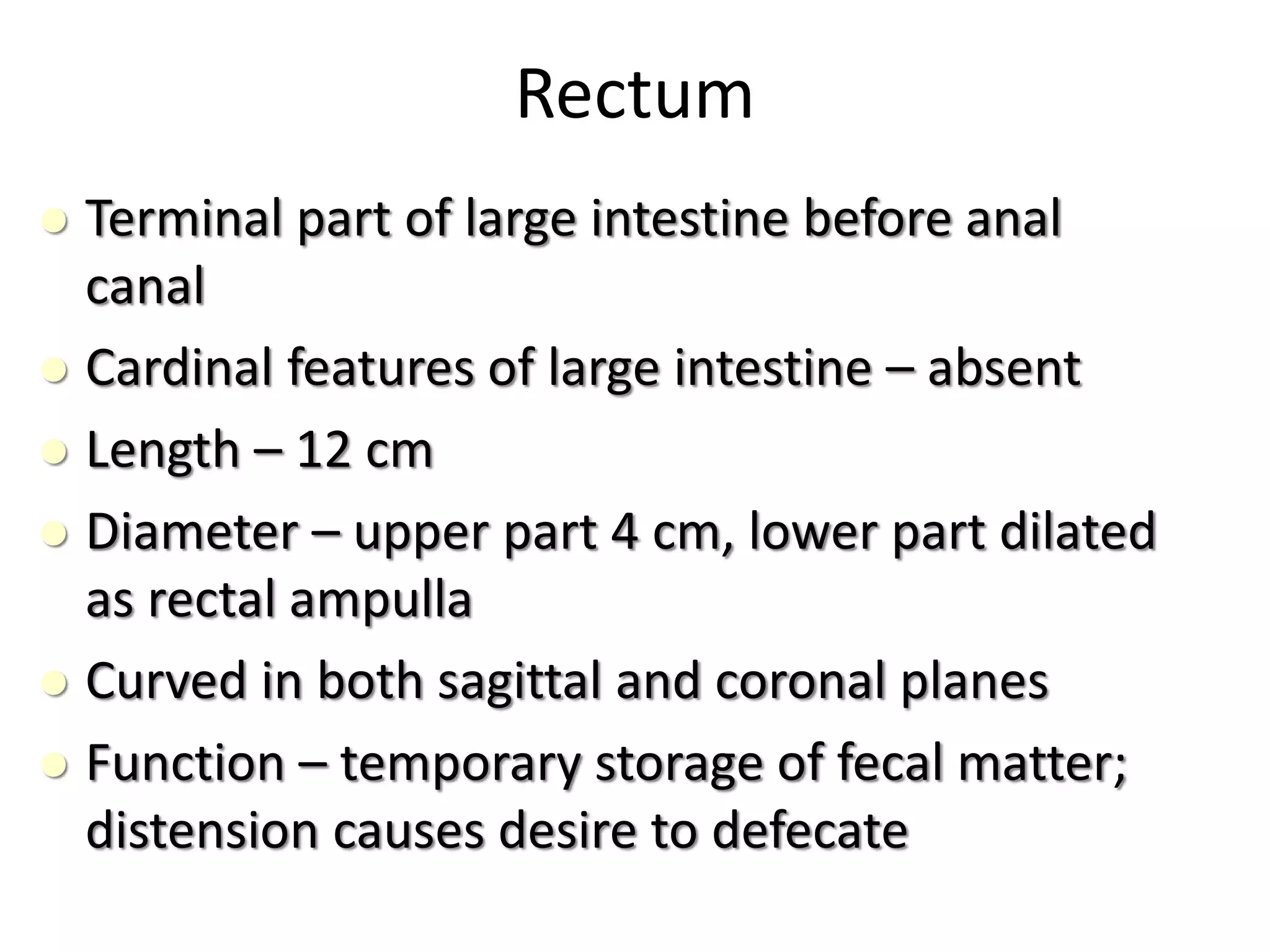 Anatomy of Rectum | PPTX