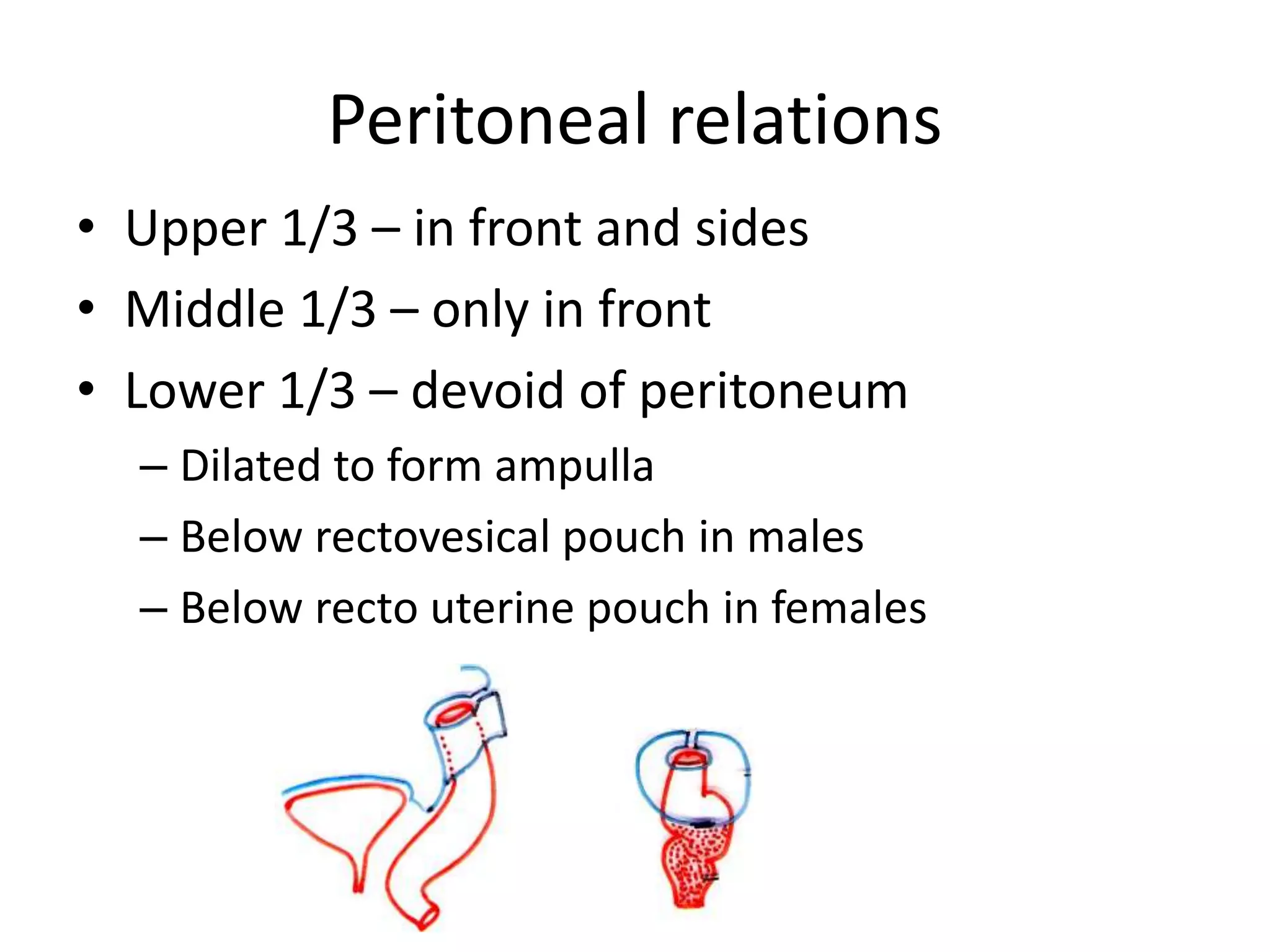 Anatomy of Rectum | PPTX