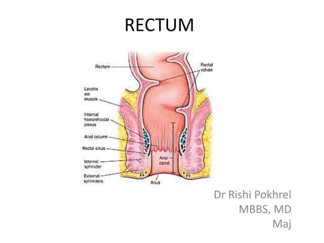 Anatomy of Rectum | PPTX