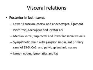 Anatomy of Rectum | PPTX