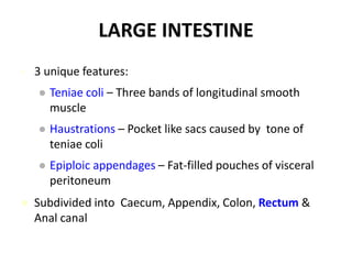 Anatomy of Rectum | PPTX