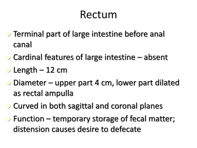 Anatomy of Rectum | PPTX