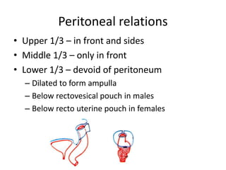 Anatomy of Rectum | PPTX