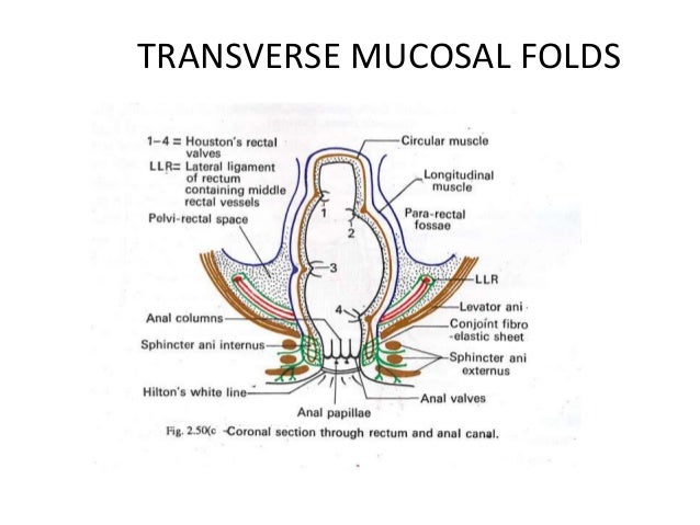 Anatomy of Rectum