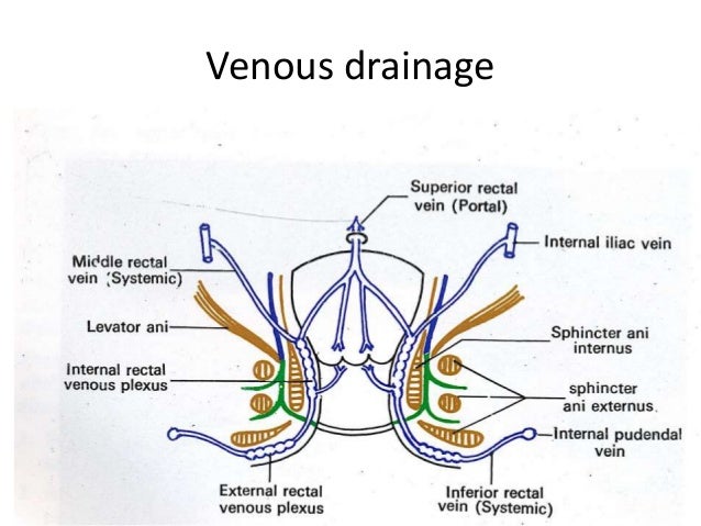 Anatomy of Rectum
