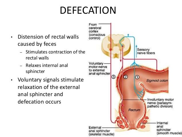 Anatomy of Rectum