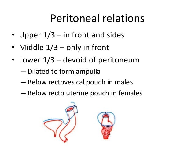 Anatomy of Rectum