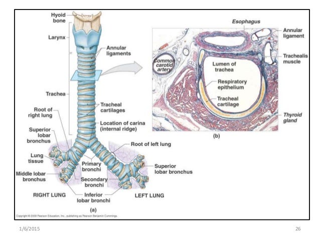 Carina Respiratory System Diagram