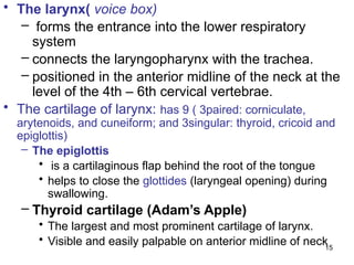 Anatomy of the Respiratory system...pptx