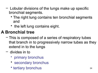 Anatomy of the Respiratory system...pptx