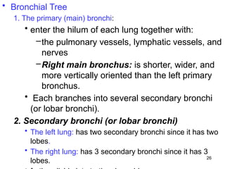 Anatomy of the Respiratory system...pptx