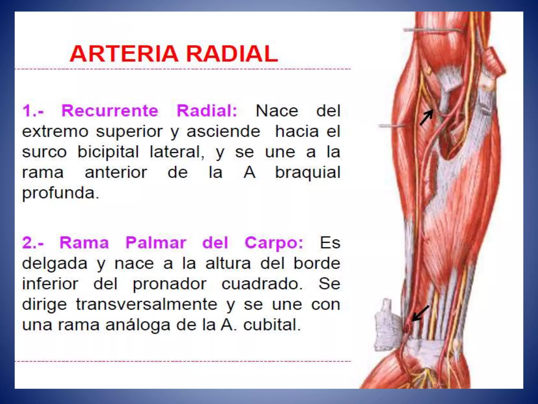 Anatomía de la región de la Mano | PPT | Descarga Gratuita