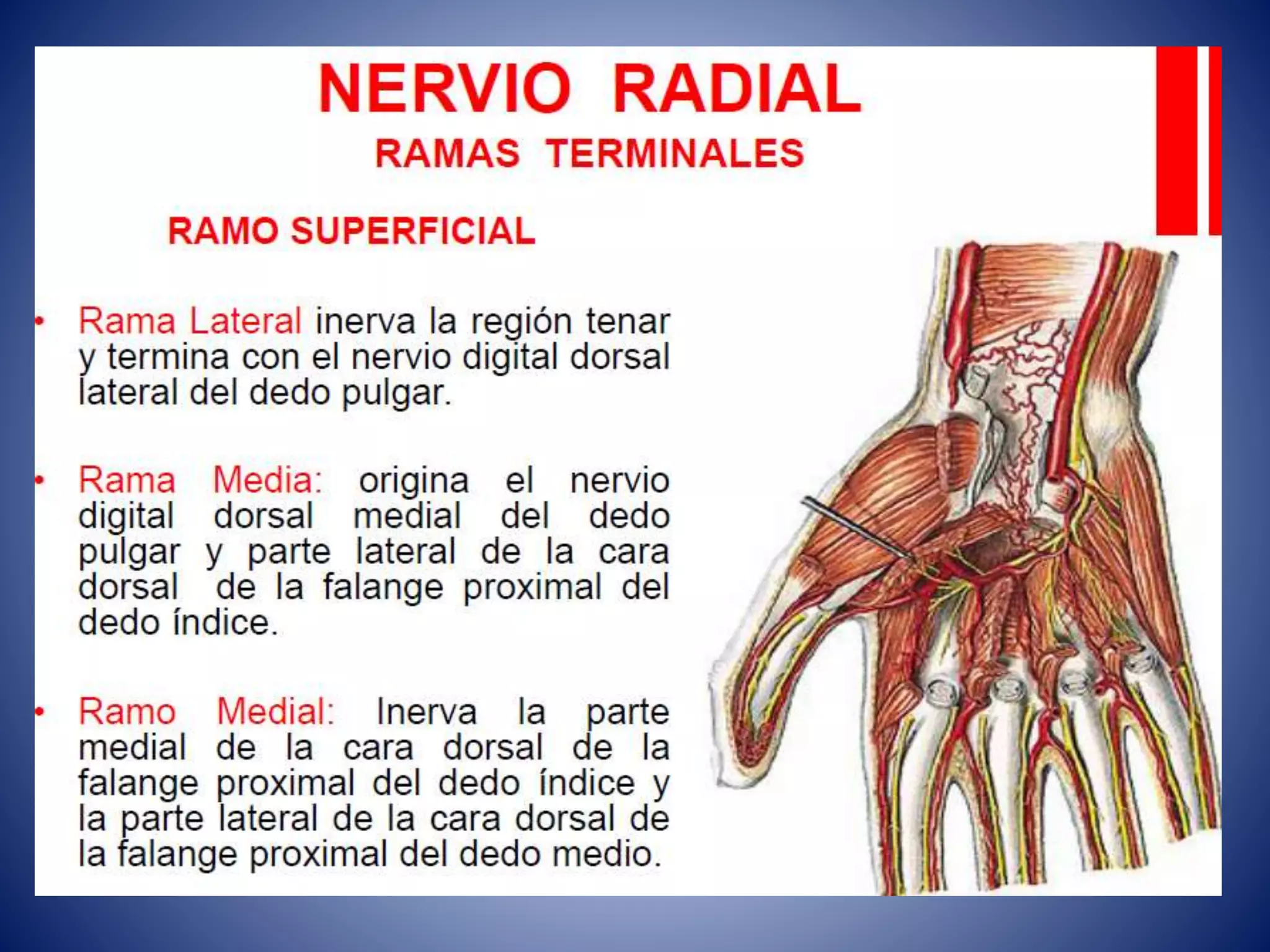 Anatomía de la región de la Mano | PPT | Descarga Gratuita