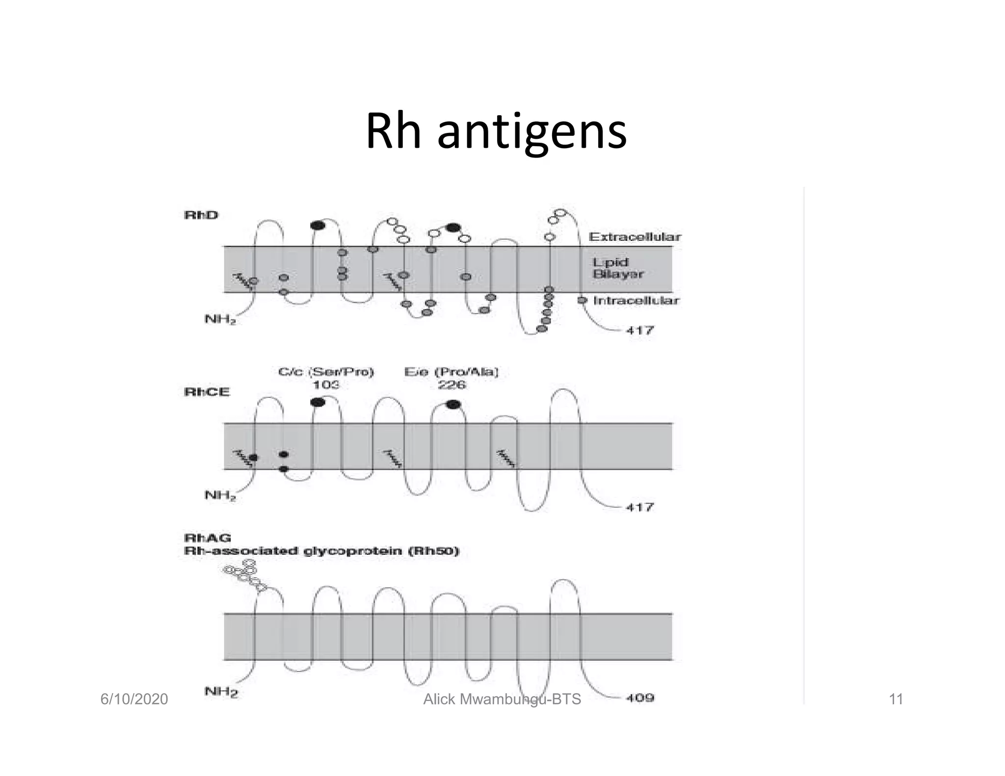 Rhesus Blood Group System | PDF